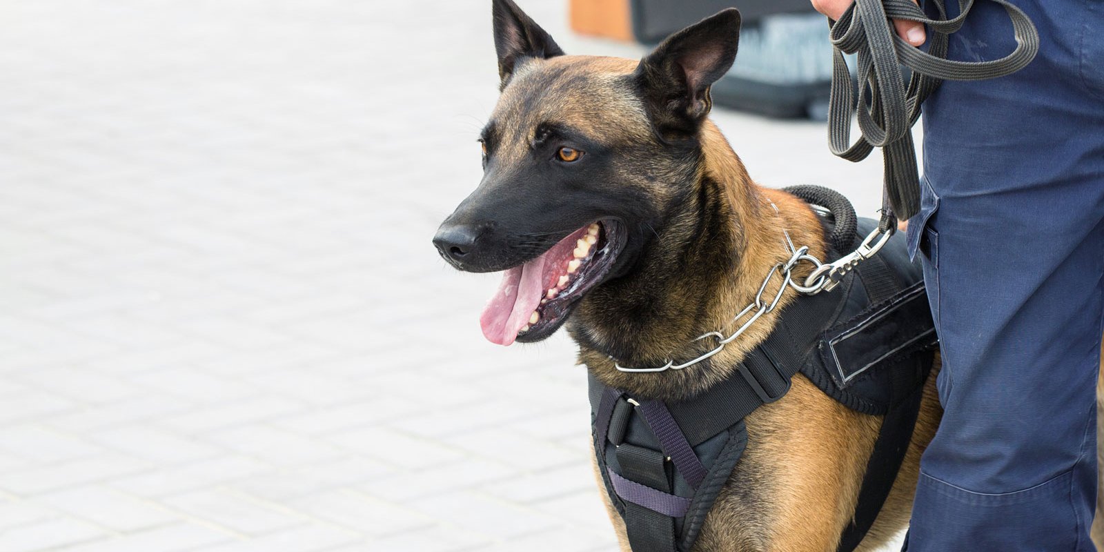 K9 Security | Mast Security